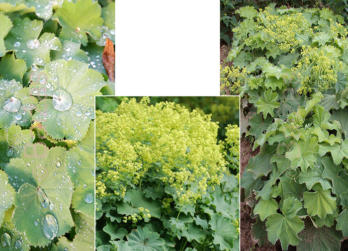 Ziemcietes - Pārējās (37/51) / Stādu audzētava "Baižas"