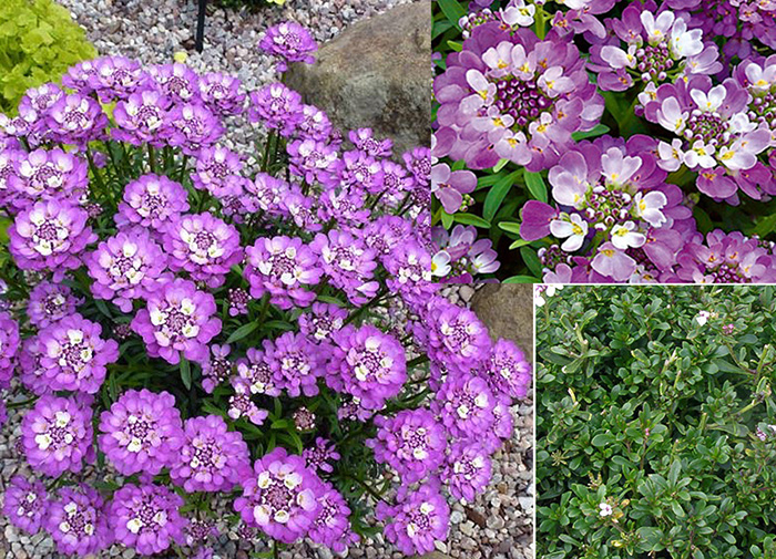 Ziemcietes - Ibēre mūžzaļā 'Absolutely Amethyst' / Stādu audzētava "Baižas"