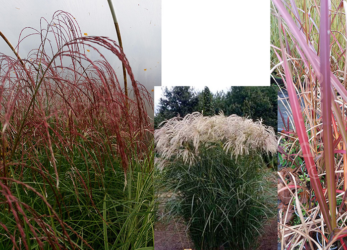 Ziemcietes - Miskante Ķīnas 'Kaskade' / Stādu audzētava "Baižas"