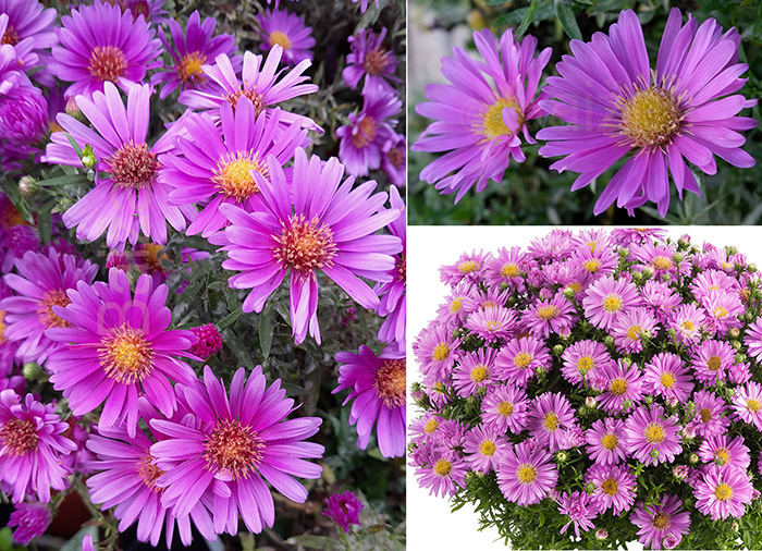 Ziemcietes - Pārējās (50/51) / Stādu audzētava "Baižas"