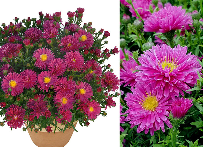 Ziemcietes - Ziemastere spilvenveida 'Rubin' / Stādu audzētava "Baižas"