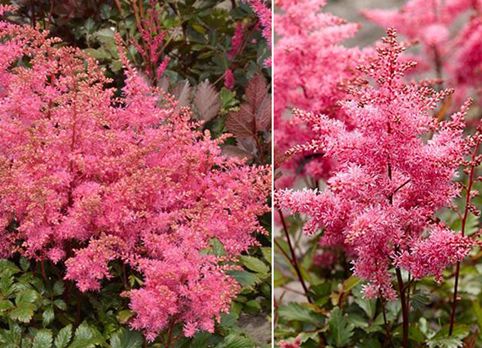 Ziemcietes - Astilbes / Stādu audzētava "Baižas"