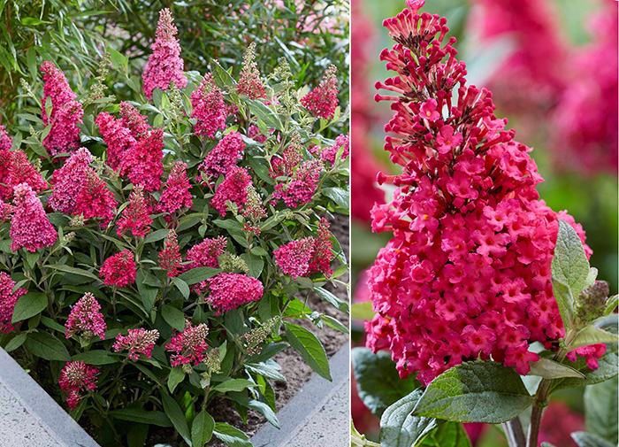 Ziemcietes - Budleja 'Butterfly Candy Little Ruby' / Stādu audzētava ...