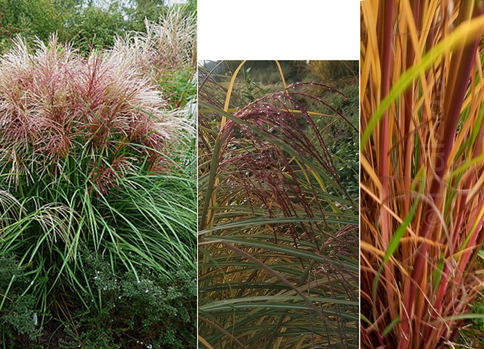 Ziemcietes - Miskante Ķīnas 'Polonus' / Stādu audzētava "Baižas"