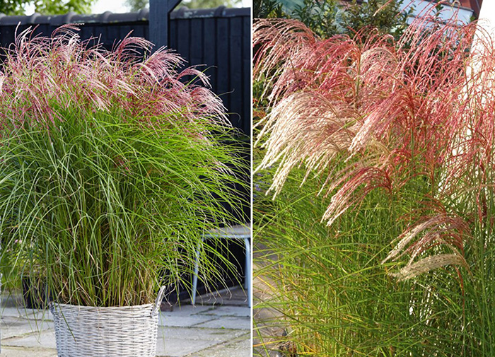 Ziemcietes - Hiina siidpööris 'Red Cloud' / Stādu audzētava "Baižas"