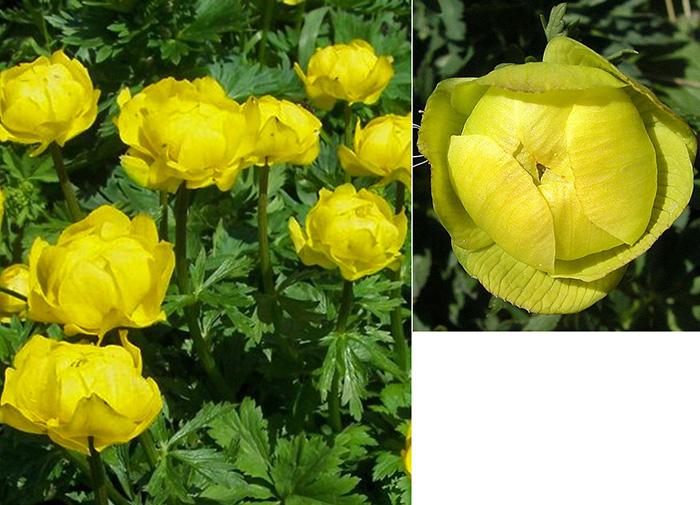 Ziemcietes - Saulpurene Eiropas 'Lemon Supreme' / Stādu audzētava "Baižas"