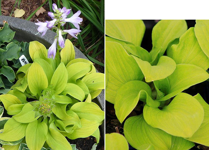 Ziemcietes - Hosta 'Sun Mouse ' / Stādu audzētava "Baižas"