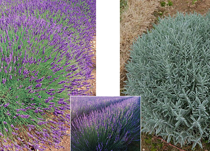 Ziemcietes - Lavanda hibrīdā 'Phenomenal' / Stādu audzētava "Baižas"