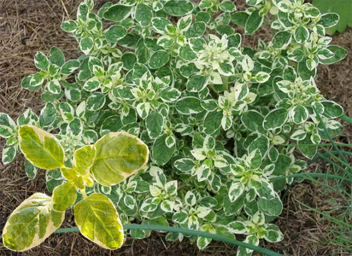 Ziemcietes - Pārējās (40/55) / Stādu audzētava "Baižas"