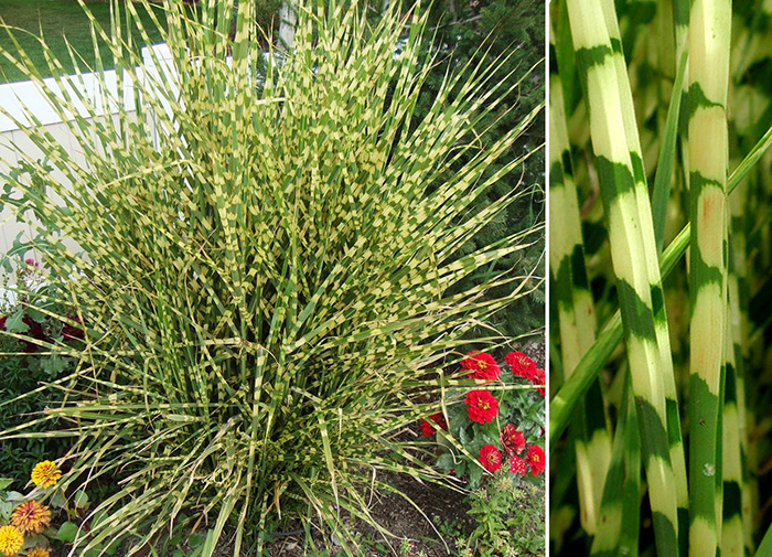 Ziemcietes - Miskante Ķīnas 'Gold Bar' / Stādu audzētava "Baižas"