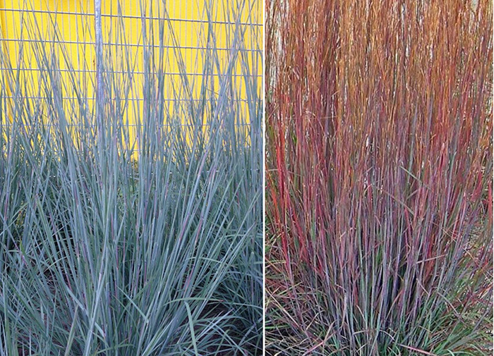 Ziemcietes - Andropogone sukveida 'Prairie Blues' / Stādu audzētava ...