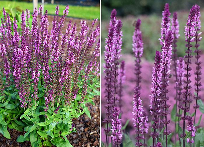 Ziemcietes - Salvija birztalu 'Caradonna Pink' / Stādu audzētava "Baižas"
