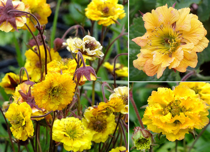 Ziemcietes - Bitene 'Golden Joy' / Stādu audzētava "Baižas"
