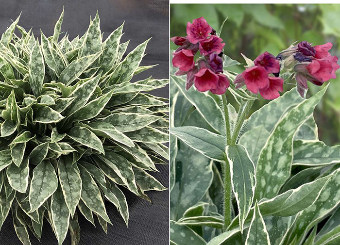 Ziemcietes - Lakacis 'Raspberry Frost' / Stādu audzētava "Baižas"