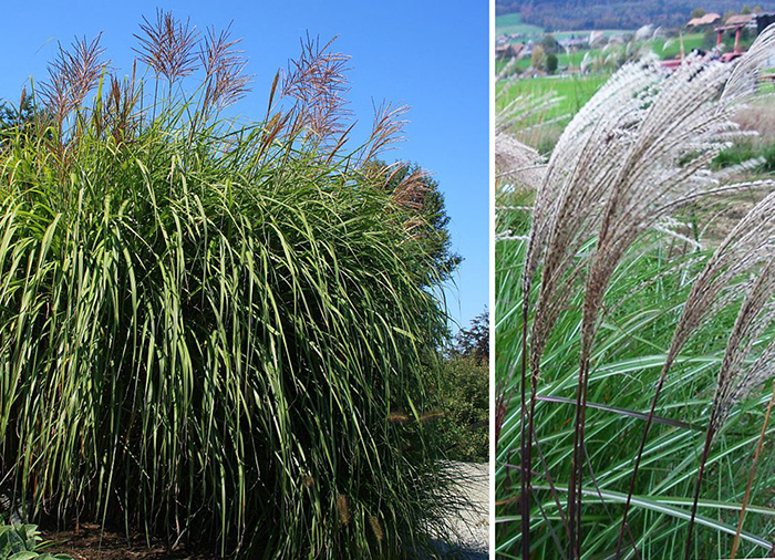 Perennials - Miskante Ķīnas 'Goliath' / Stādu audzētava "Baižas"