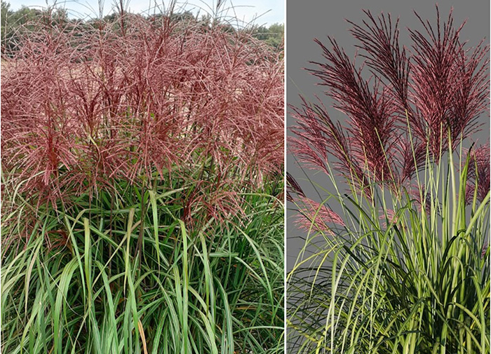 Ziemcietes - Miskante Ķīnas 'Rotfeder' / Stādu audzētava "Baižas"