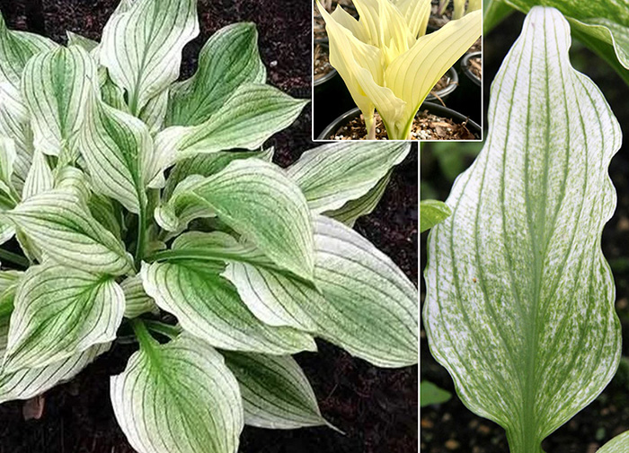 Ziemcietes - Hosta 'Zebra Stripe' / Stādu audzētava "Baižas"