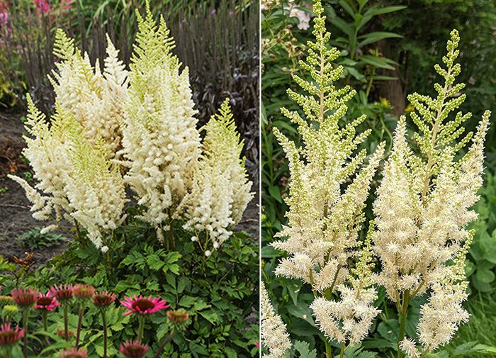 Ziemcietes - Astilbes / Stādu audzētava "Baižas"