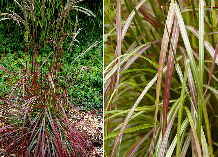 Ziemcietes - Miskante Ķīnas 'Ruby Cute' / Stādu audzētava "Baižas"
