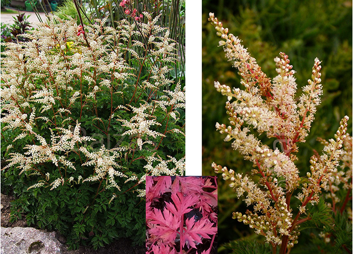 Ziemcietes - Korea kitseenelas 'Elegance' / Stādu audzētava "Baižas"