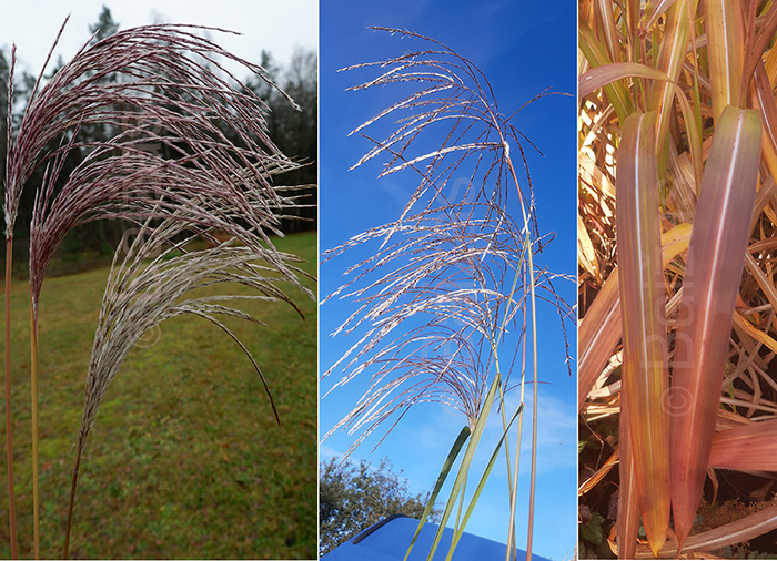 Ziemcietes - Miskante Ķīnas 'Goliathus' / Stādu audzētava "Baižas"