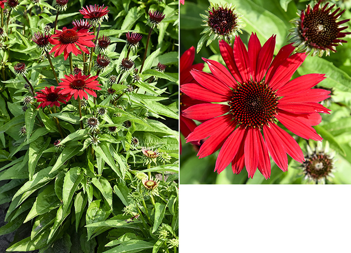 Ziemcietes - Ehinācija 'Pearl Deep Red' / Stādu audzētava "Baižas"