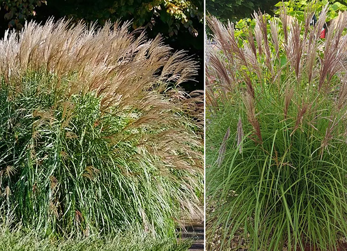 Ziemcietes - Miskante Ķīnas 'Yakushima Dwarf' / Stādu audzētava "Baižas"
