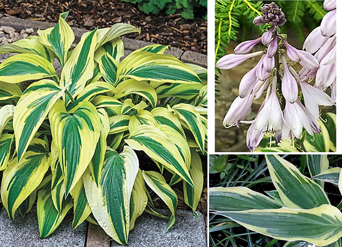 Perennials - Hosta 'Lakeside Dragonfly' / Stādu audzētava "Baižas"