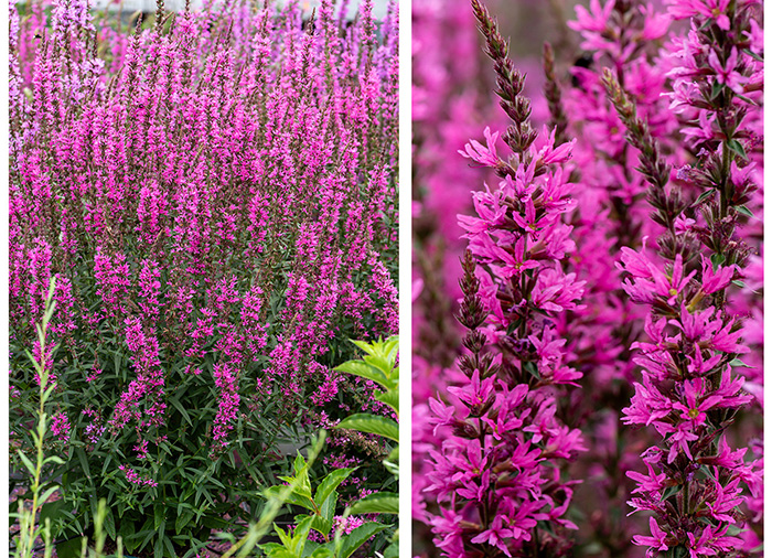 Ziemcietes - Vējmietiņš 'Luminara Hot Pink' / Stādu audzētava "Baižas"