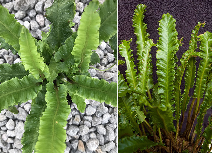 Ziemcietes - Papardes / Stādu audzētava "Baižas"