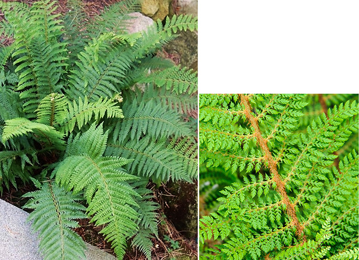 Ziemcietes - Papardes / Stādu audzētava "Baižas"