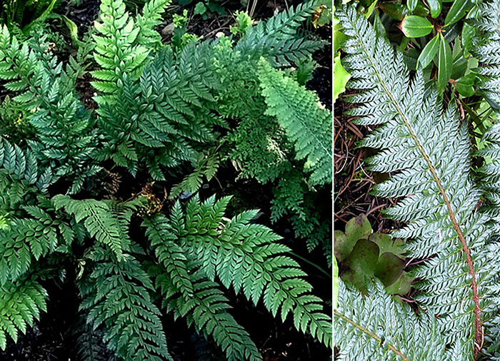 Ziemcietes - Papardes / Stādu audzētava "Baižas"